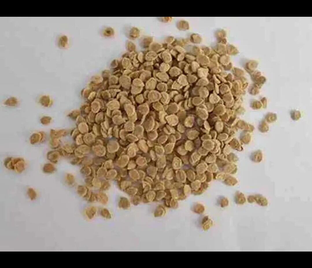 Fresh tomato seeds for backyard planting | Lazada PH