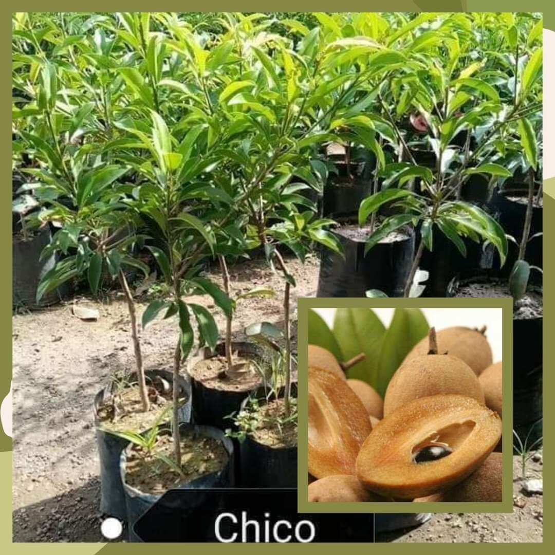 Live Plant Grafted Plant Marcoted Plant Chico Ponderosa Tree Plant ...