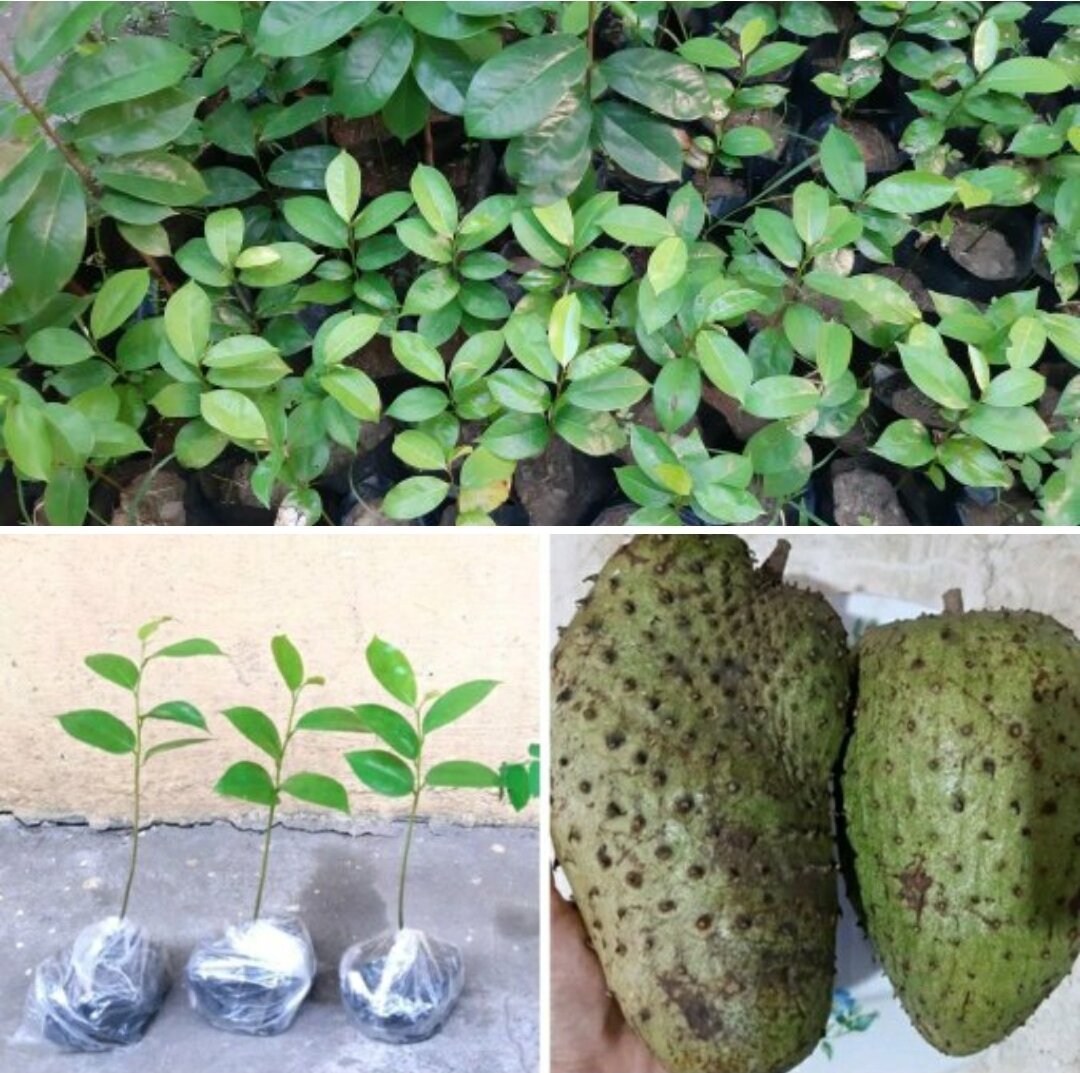 Guyabano Seedling Plant | Lazada PH