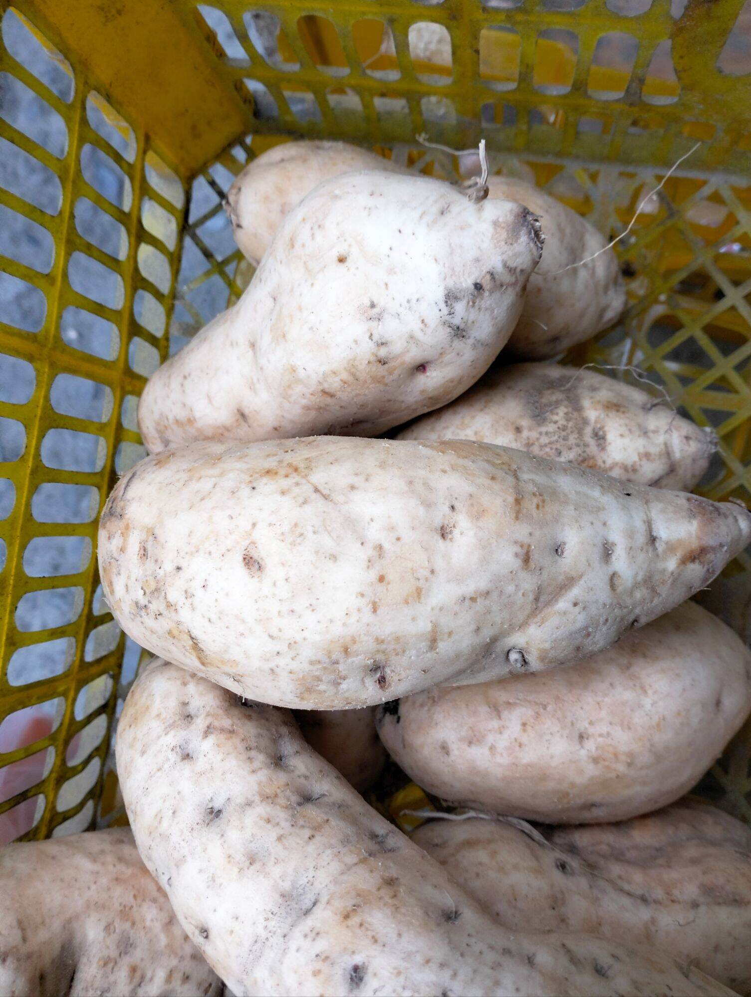 kamote / sweet potato / 1 kilo | Lazada PH