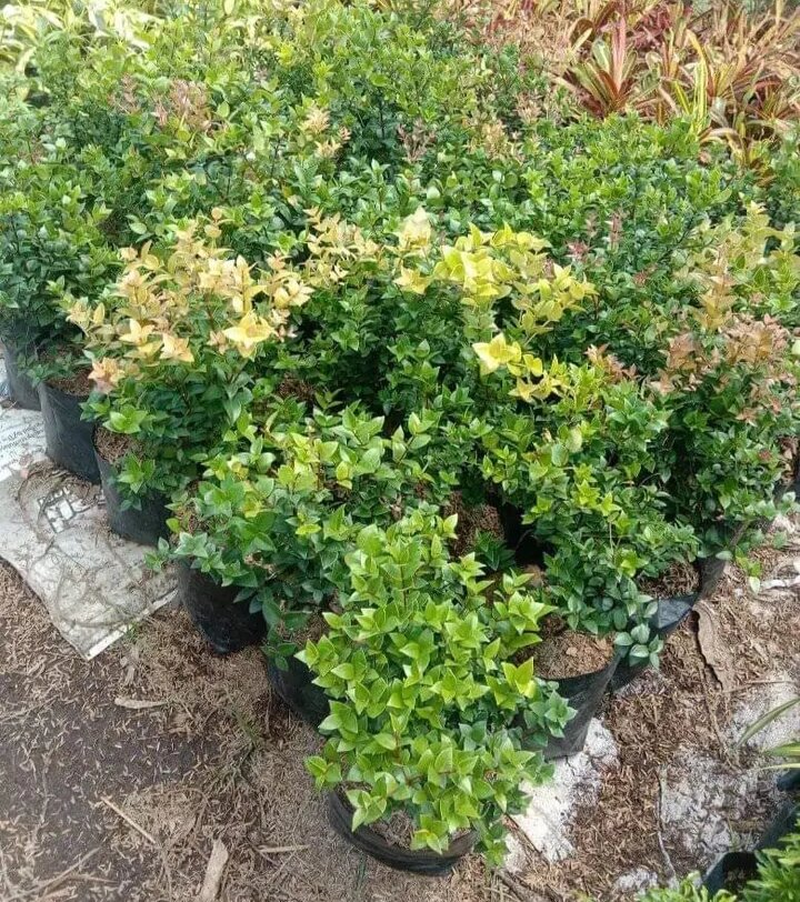 Heart Shape Eugenia | Lazada PH