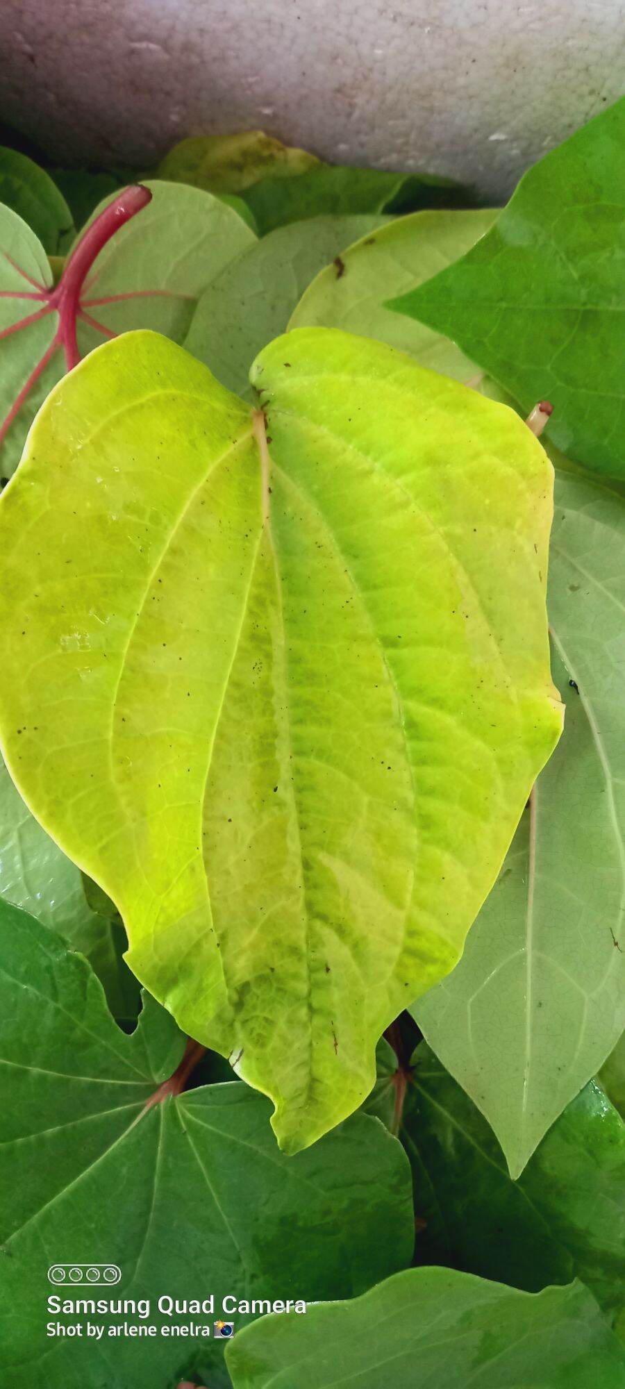 GAWED/HAPID/IKMO/BUYO . perishable po kaya mejo mahal. | Lazada PH