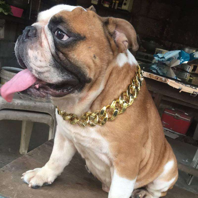 2023ah Oversized Dog Pet Neckband Necklace the Labrador Retriever ...