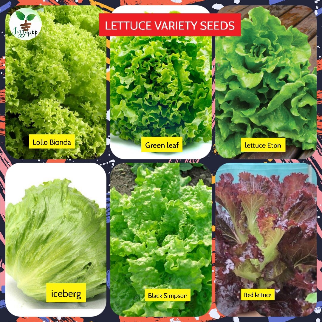 Lettuce Variety seeds/ Seeds for planting (50 Seeds) Certified seeds ...