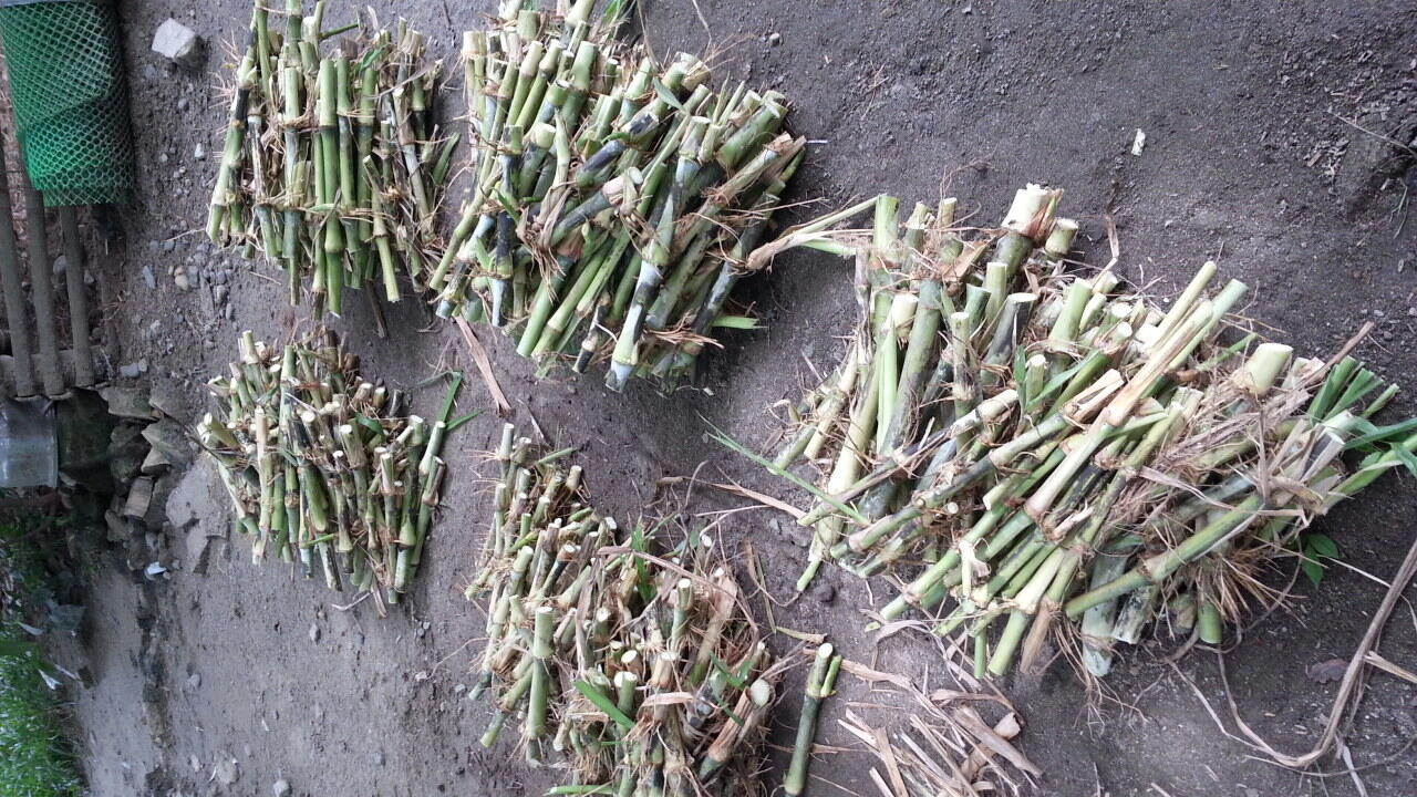 Napier Grass Cuttings( 20 Pcs) plus free cutting | Lazada PH