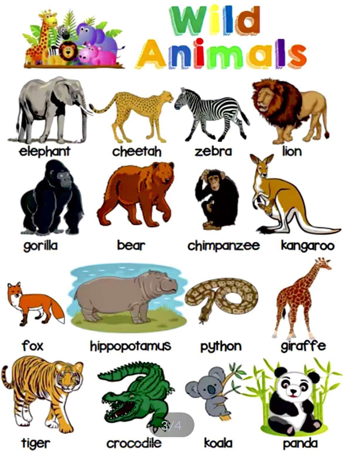 Animals Educational Laminated Chart for Kids Farm Sea Wild Animals ...