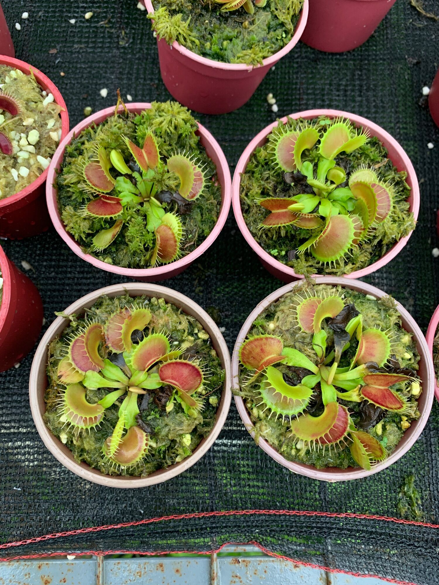 Venus flytrap Gj Bloody Nurse | Lazada PH