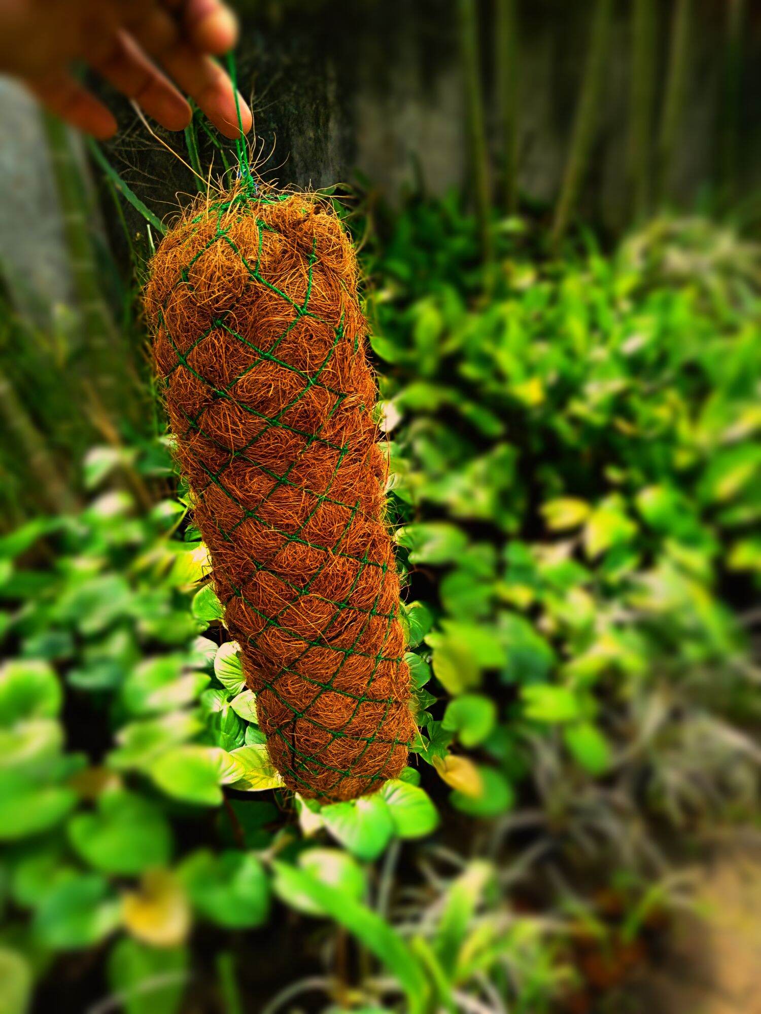 10pc/40cm COCO WATTLES FOR ORCHID PLANTS (Mini Logs) | Lazada PH