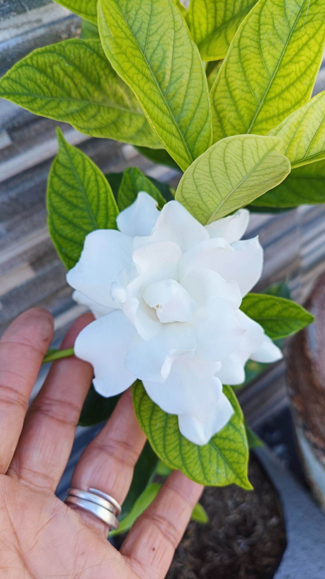 Variegated Rosal Variegated double petal flowering plant | Lazada PH