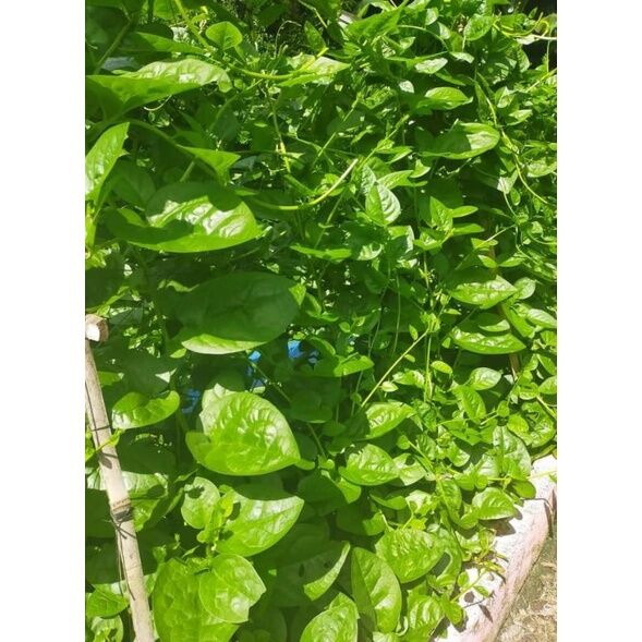 Green Alugbati Malabar spinach (20 Seeds) For planting | Lazada PH