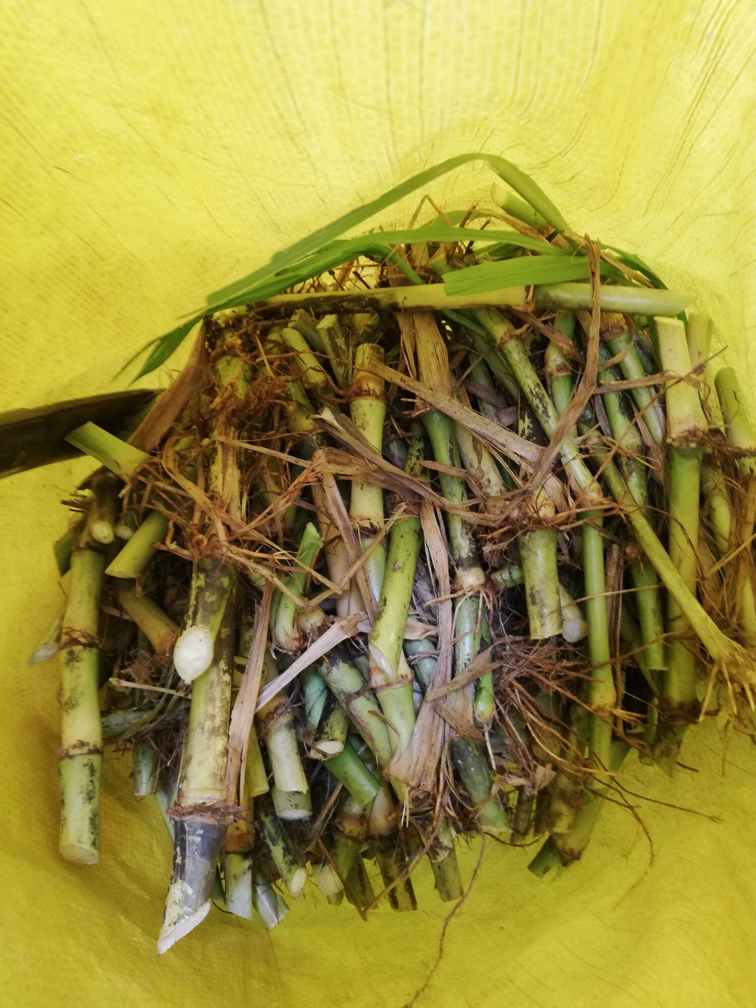 Napier Grass Cuttings 10 pcs with free | Lazada PH