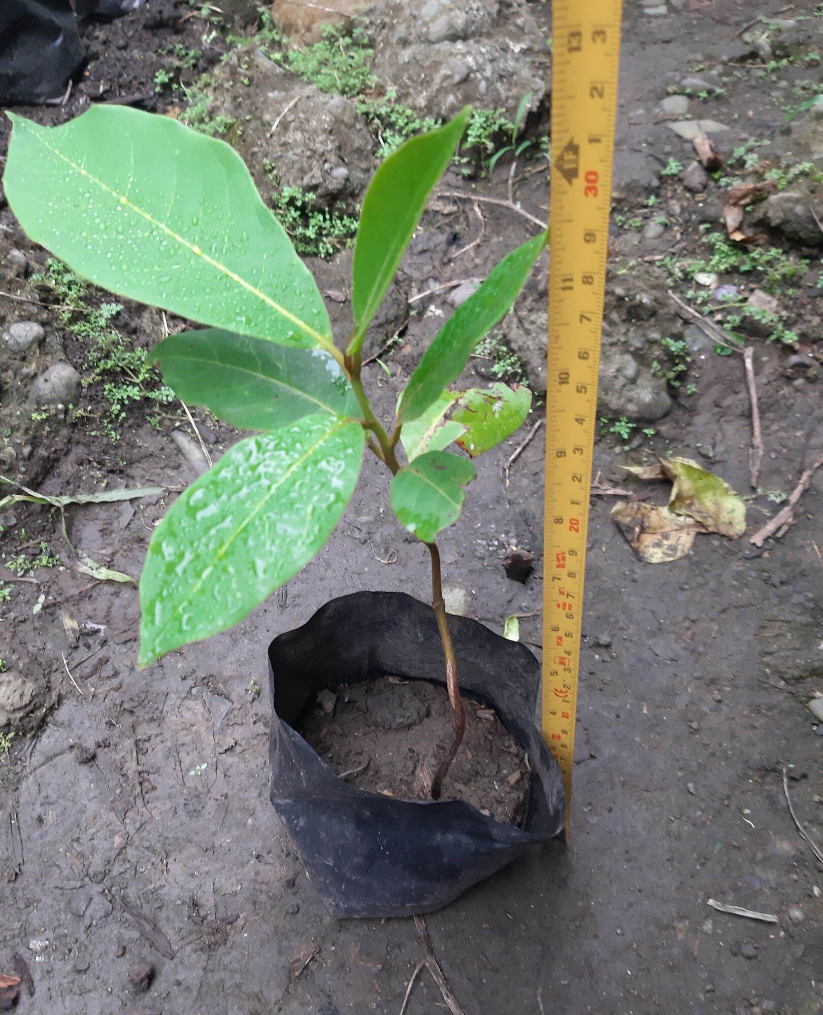 Talisay Seedling sample photo | Lazada PH