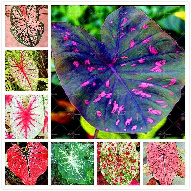 Coleus Assorted Mixed Perennial Plant Flower Seed Home Garden Flower ...