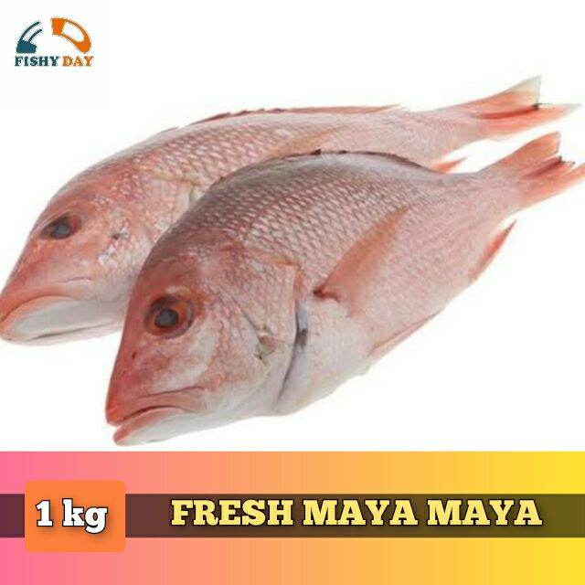 FISH FRESH SEAFOOD MAYA - MAYA 1kg | Lazada PH