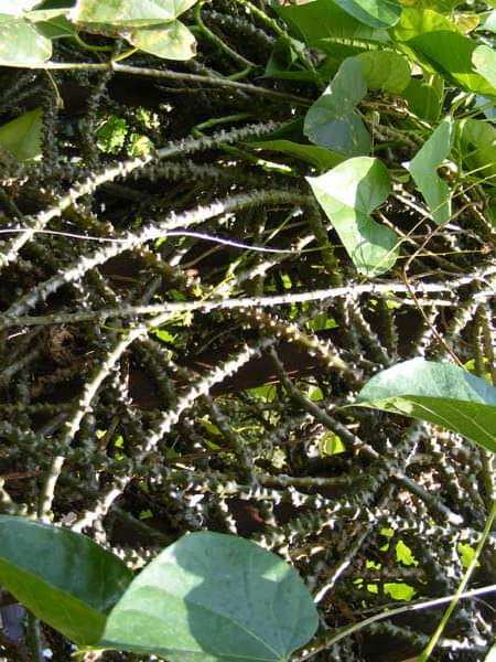 Makabuhay Plant or known as panyawan | Lazada PH