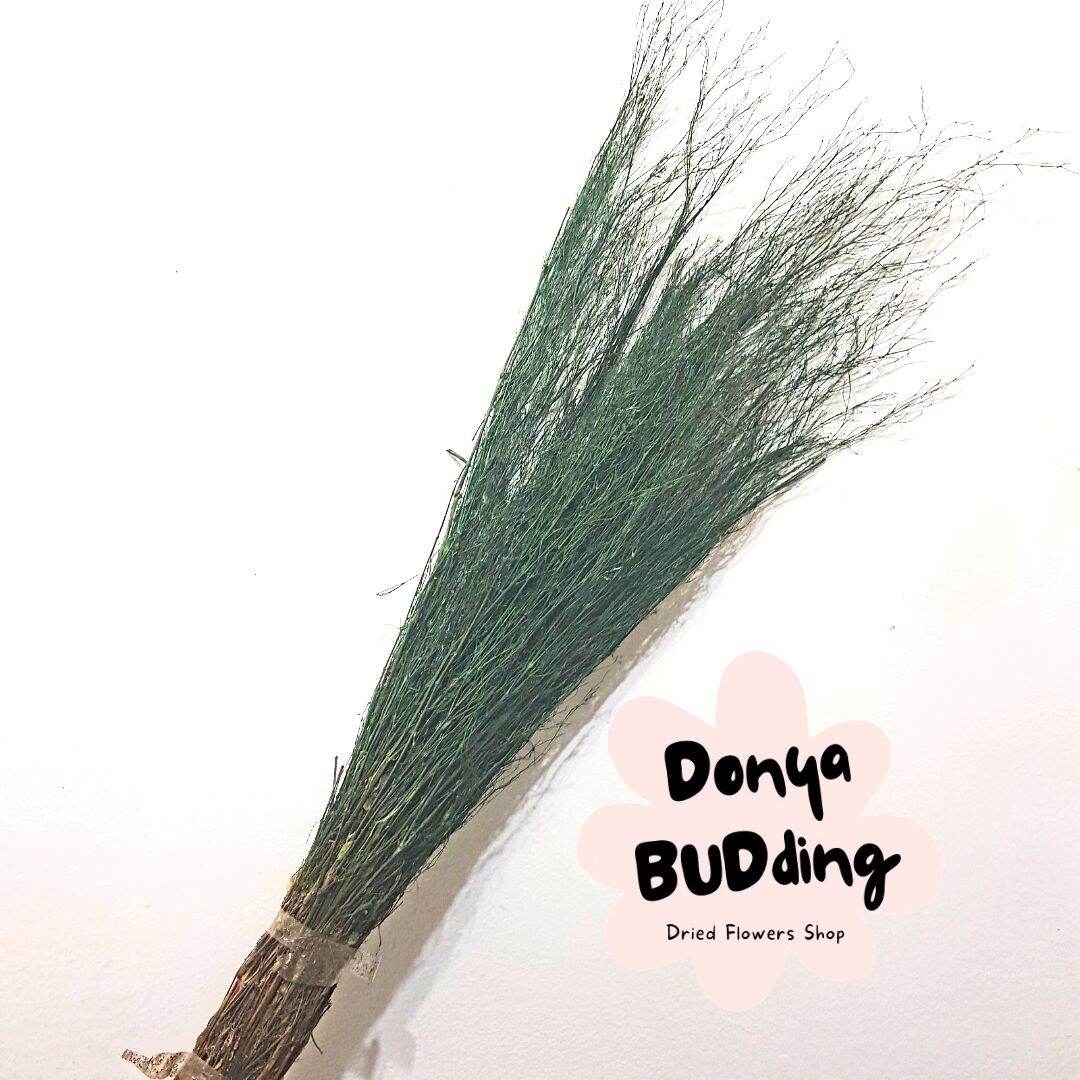 Dried Local Misty | Dried Flowers| Preserved Flowers | Donya BUDding ...