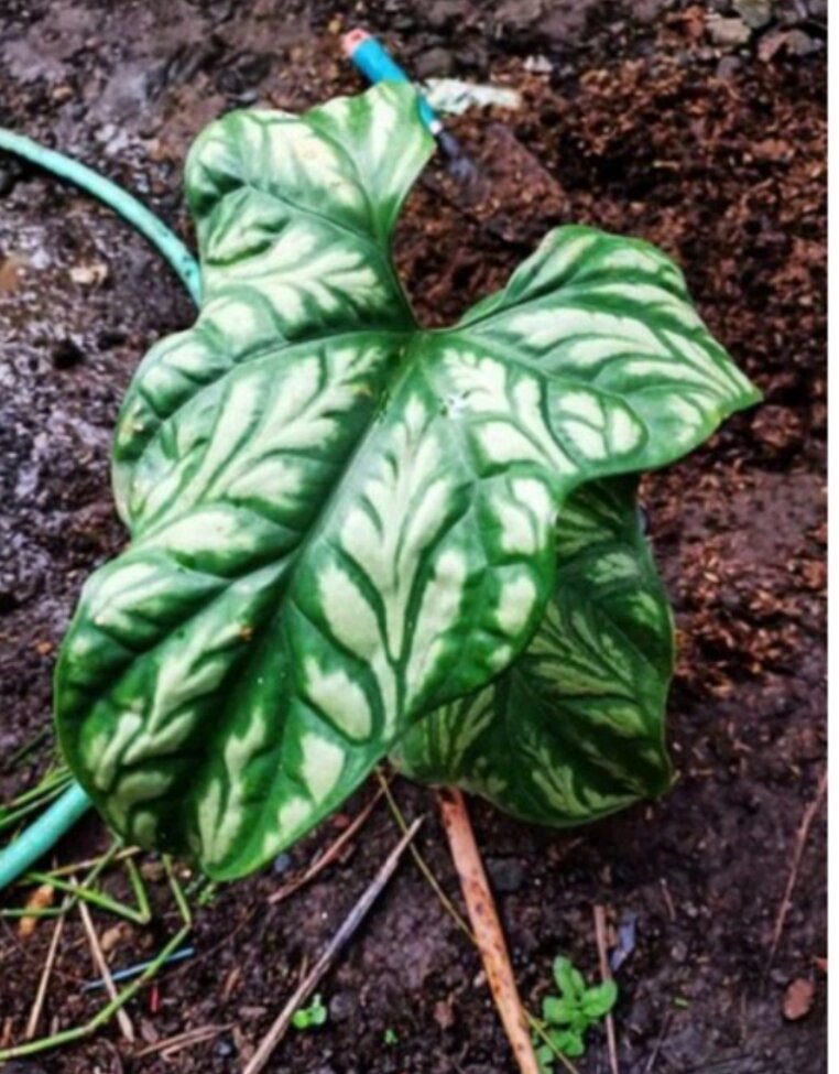 Philodendron cercistis mirabilis mother type | Lazada PH