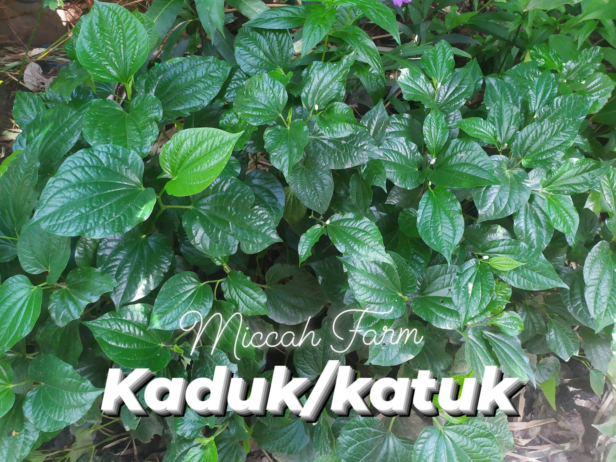 kaduk/ katuk plants| wild pepper leaf | Piper sarmentosum cuttings only ...