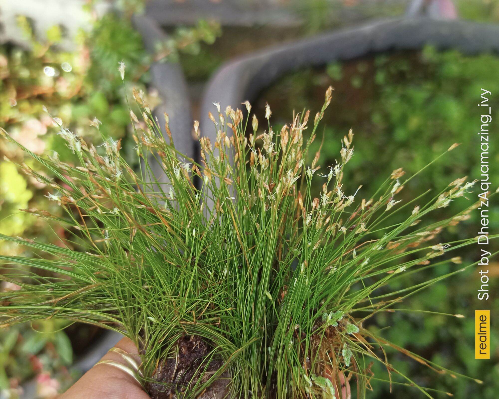 pearlweed aquatic plant (lowtech) | Lazada PH