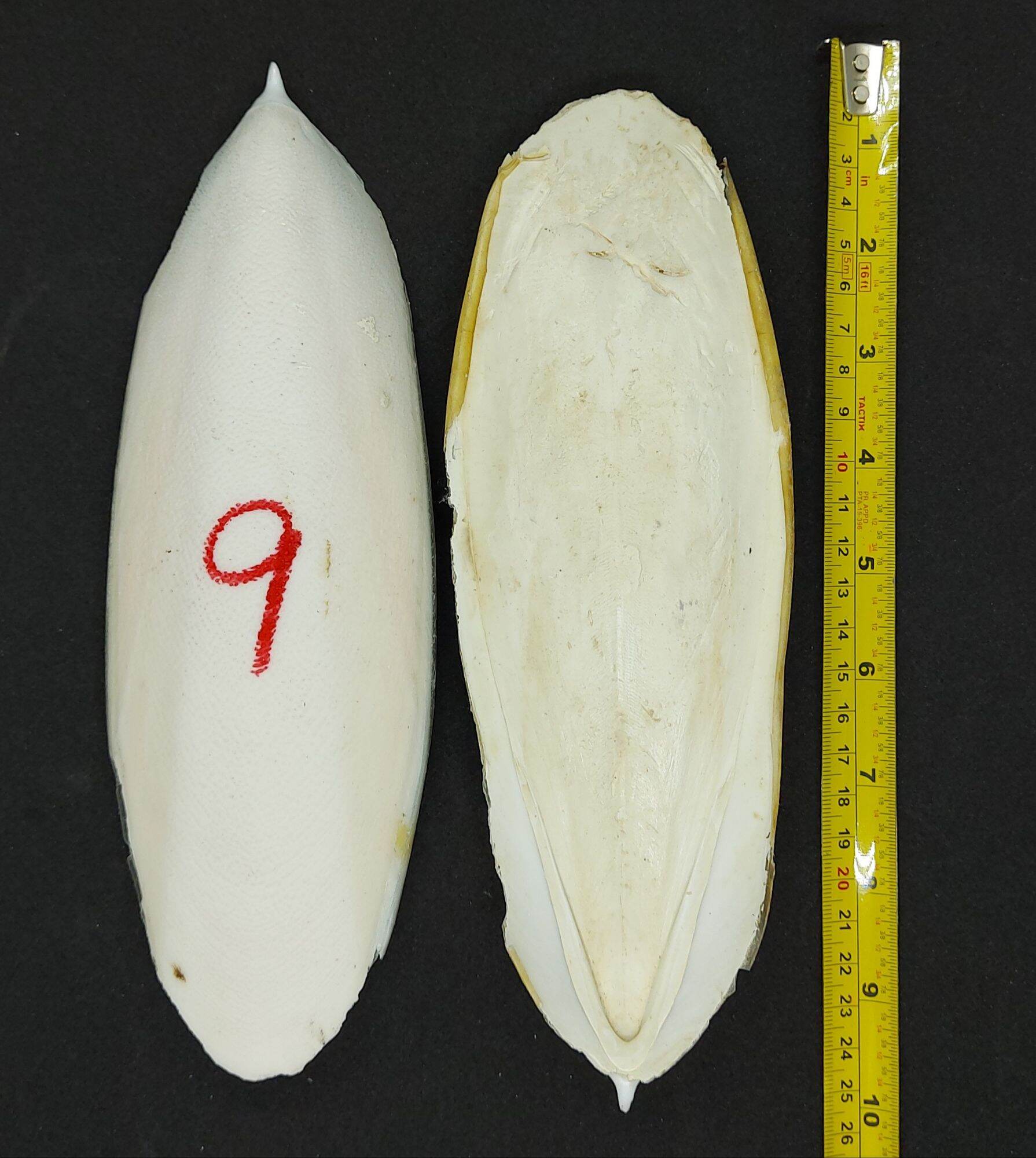 Cuttlebone (cuttle bone) for Birds (sold per piece) | Lazada PH