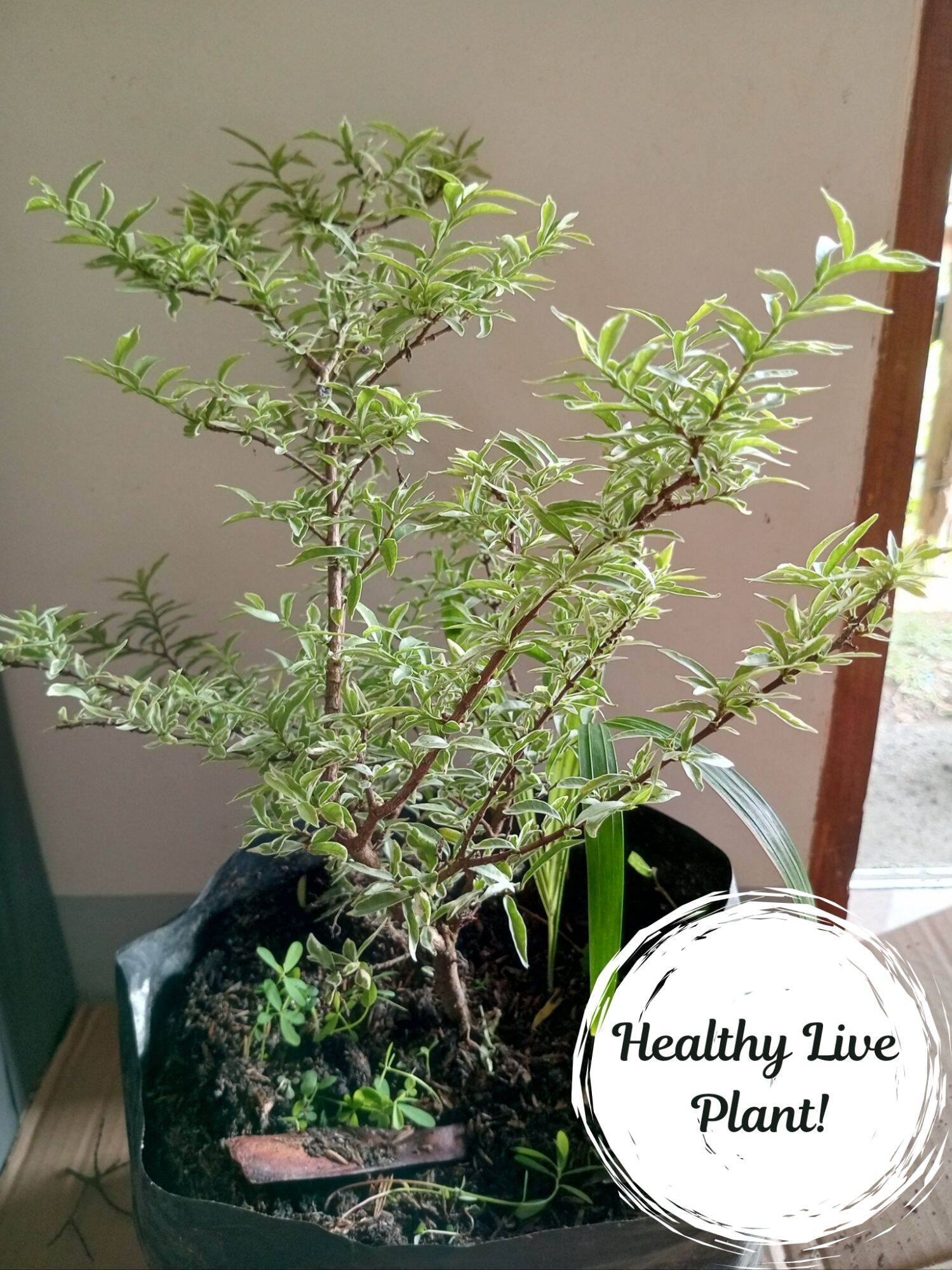 Suamei (Silver) / Water Jasmine Live Plant Super bango ng bulaklak ...