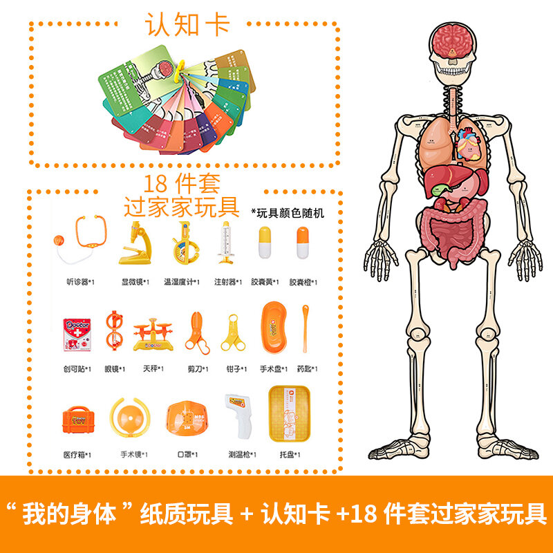 Human Body Structure Model Bone Organ Internal Organs Disassembly Body ...