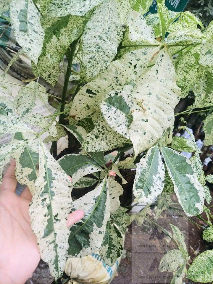 Money Tree Variegata Variegated Pachira Aquatica Grafted | Lazada PH