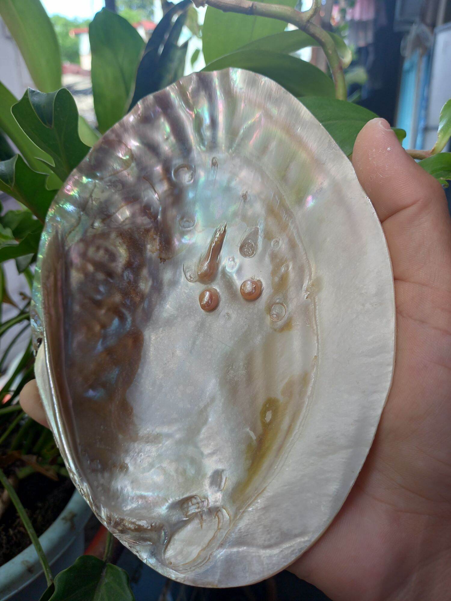 abalone shell natural shell sold per piece | Lazada PH