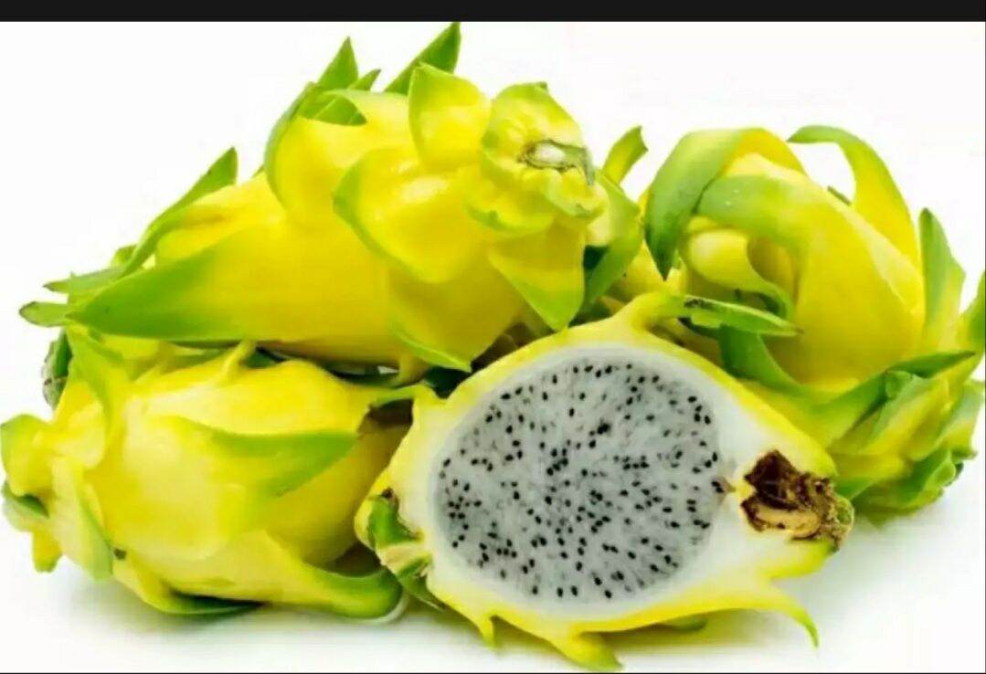 Australian Golden Yellow Isis dragon fruit cuttings | Lazada PH