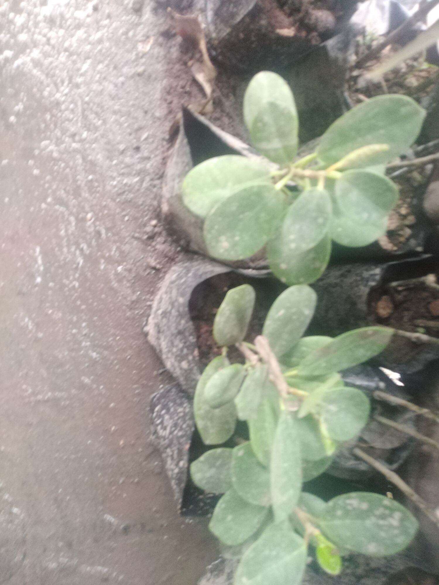 Ficus Nana plant with plastic pot small | Lazada PH