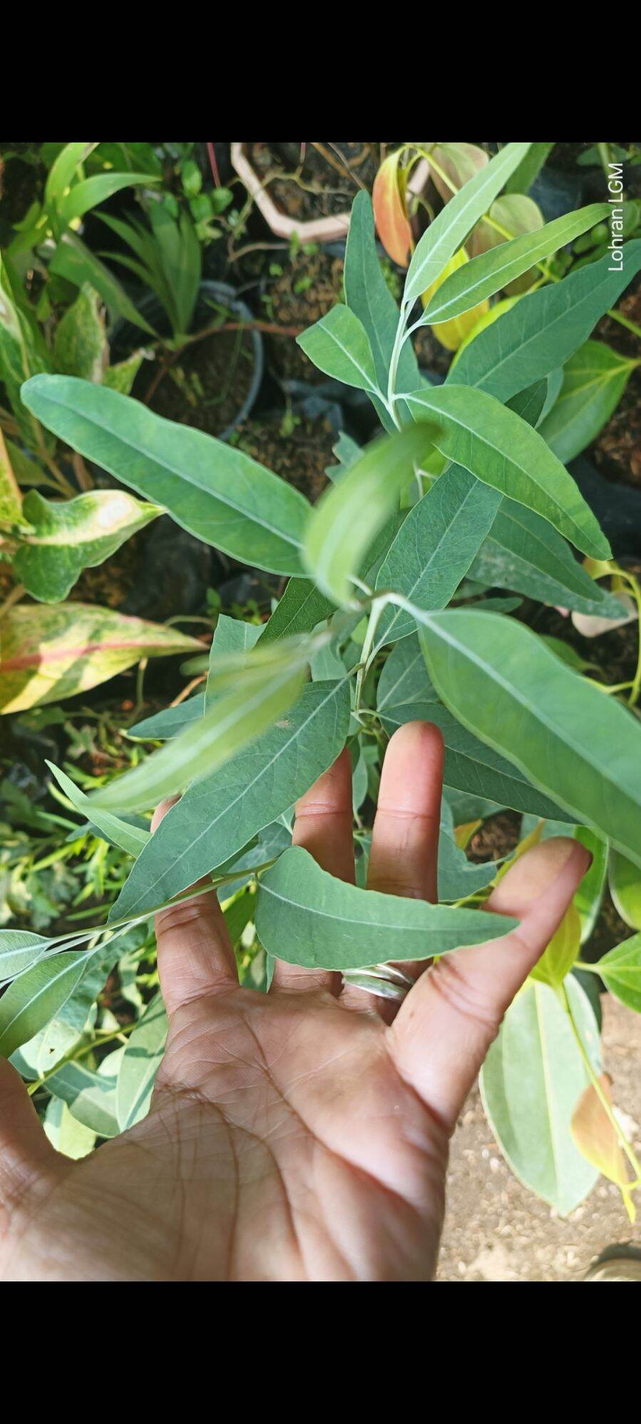 Eucalyptus Globulus Blue Gum Tree Seedlings | Lazada PH