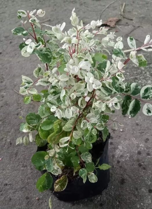Luzon only snow bush heavy variegation Live plant | Lazada PH
