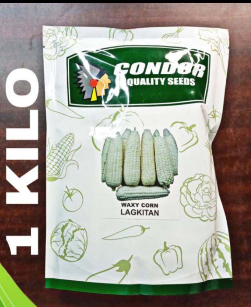 CONDOR SEEDS -WAXY CORN SEEDS - LAGKITAN CORN SEEDS - 1 KILO | Lazada PH
