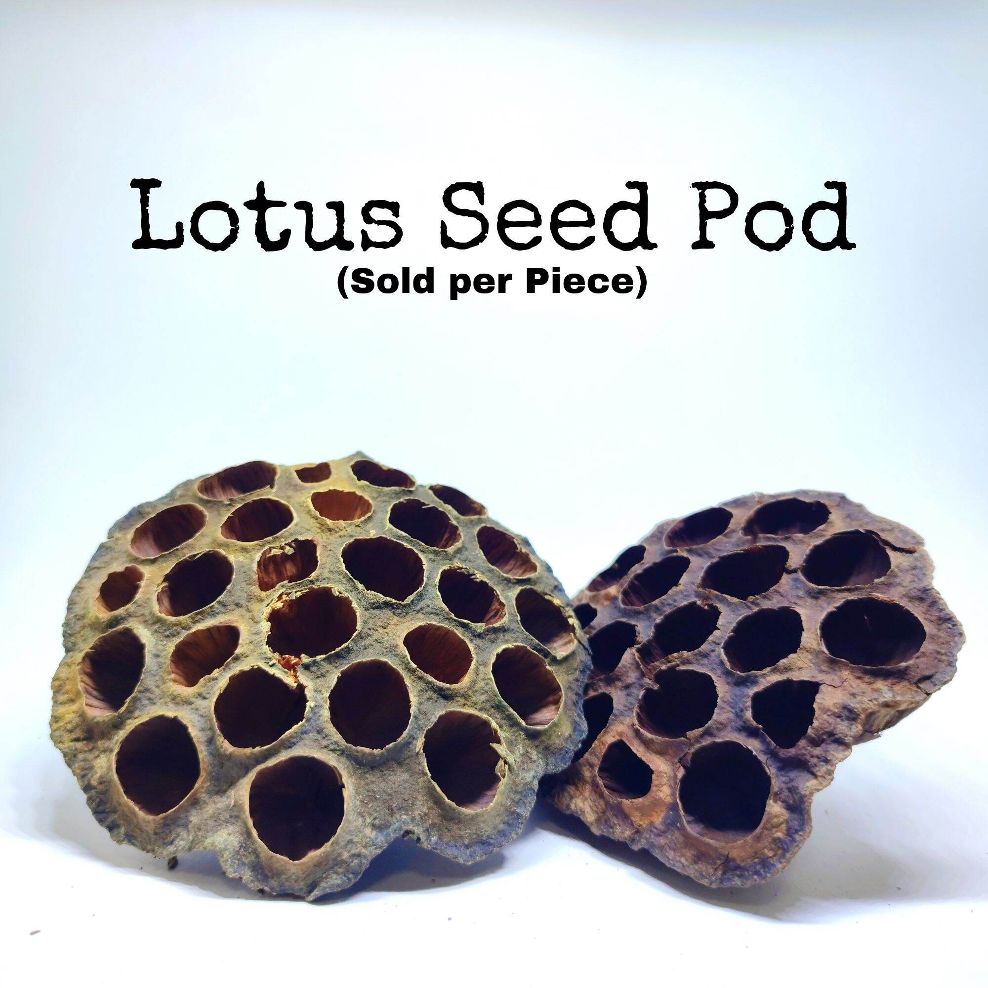 Large Lotus Seed Pods for Isopods, Shrimp and other Pets | Lazada PH