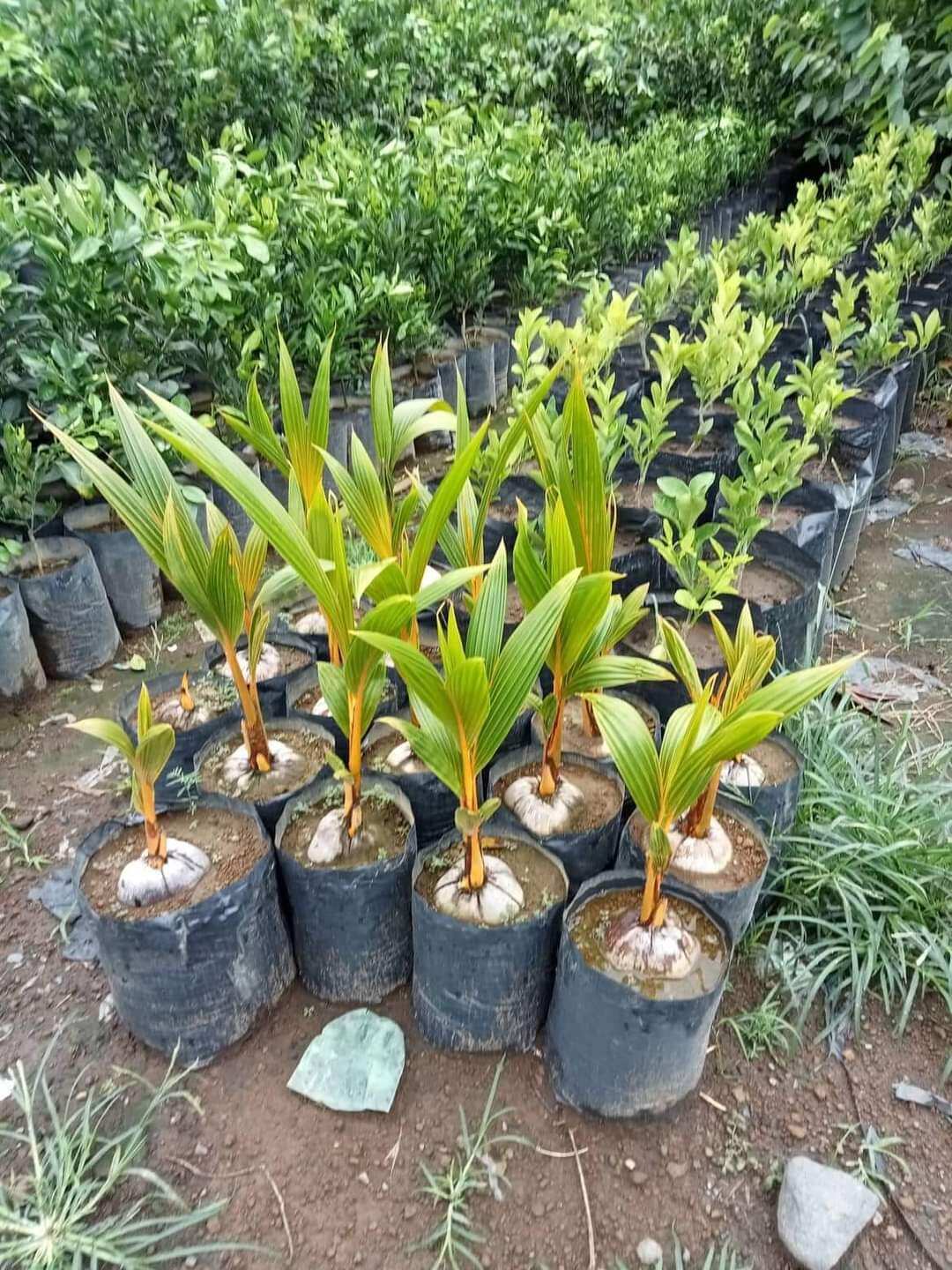 Live Plant Grafted Plant Coconut Golden Coconut Plant Coconut Tree ...