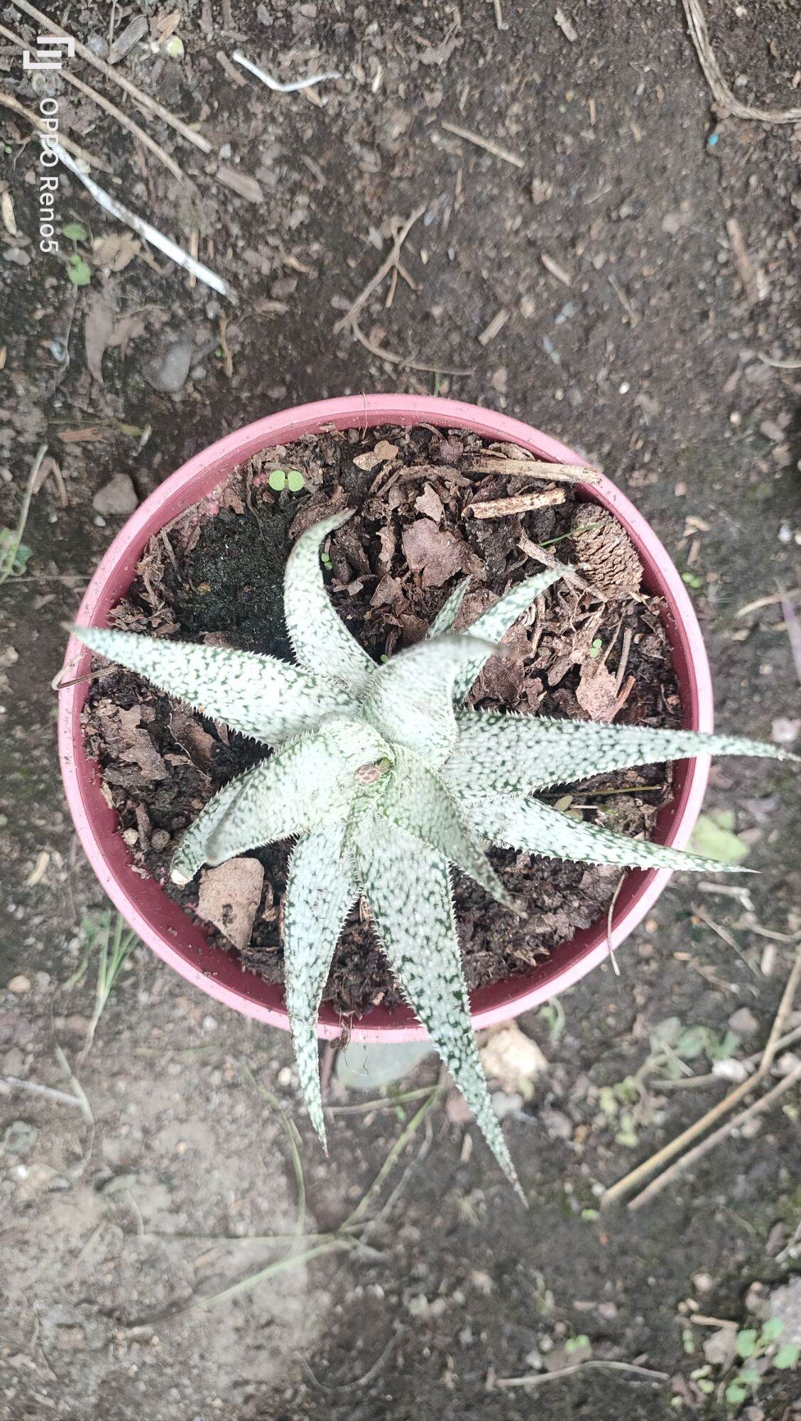 hybrid white aloe | Lazada PH