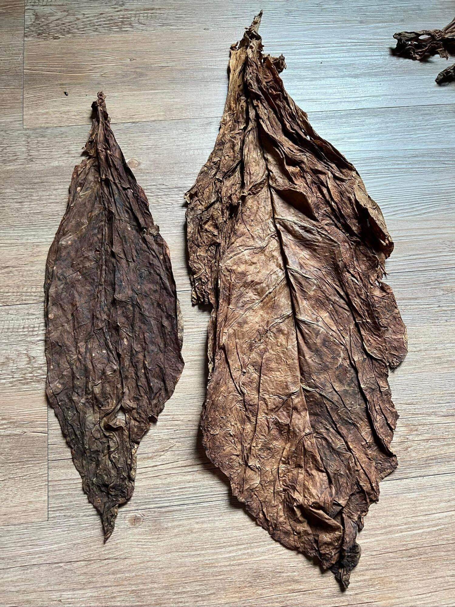 Shop online with Cured Leaf Pangasinan now! Visit Cured Leaf Pangasinan ...