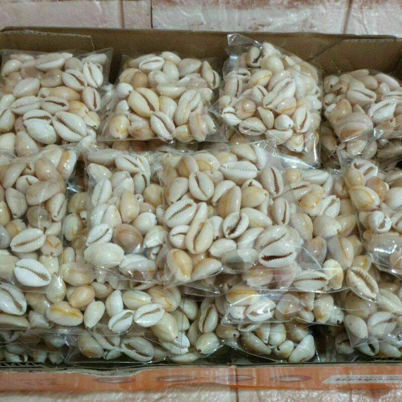 Cowrie Shells | Sigay For Sungka | Sea Shells 50pcs | Lazada PH