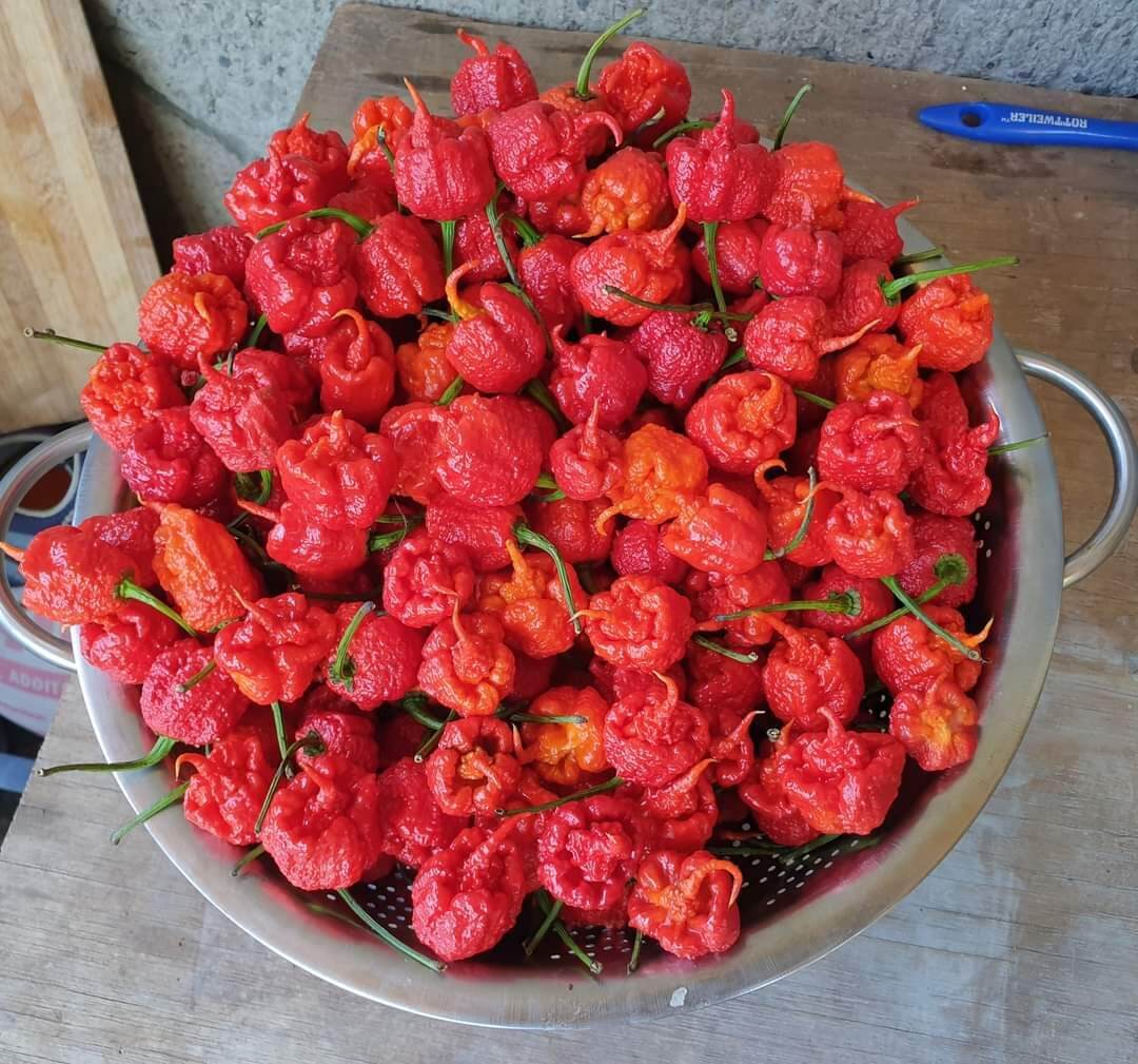 Carolina reaper Tails seeds high quality | Lazada PH