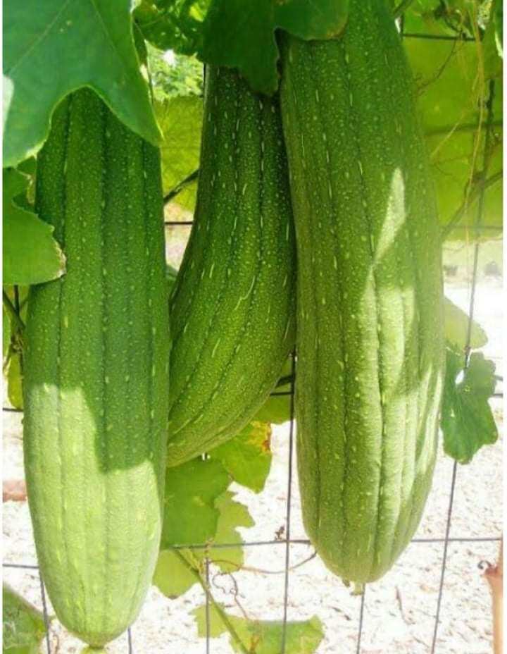 Fresh Patola seeds for planting (10seeds) | Lazada PH