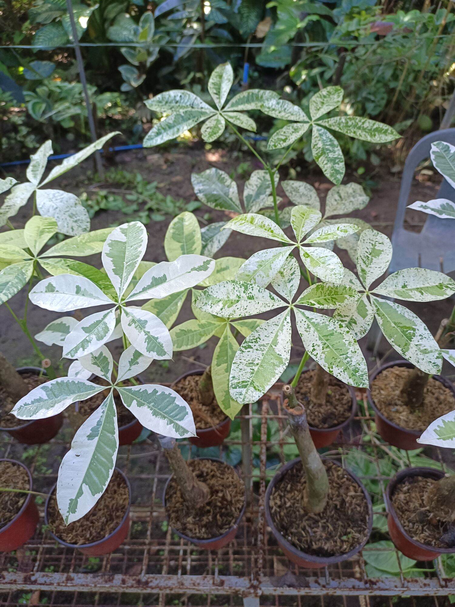 VARIEGATED, ALBO & GOLDEN MONEY TREE | Lazada PH