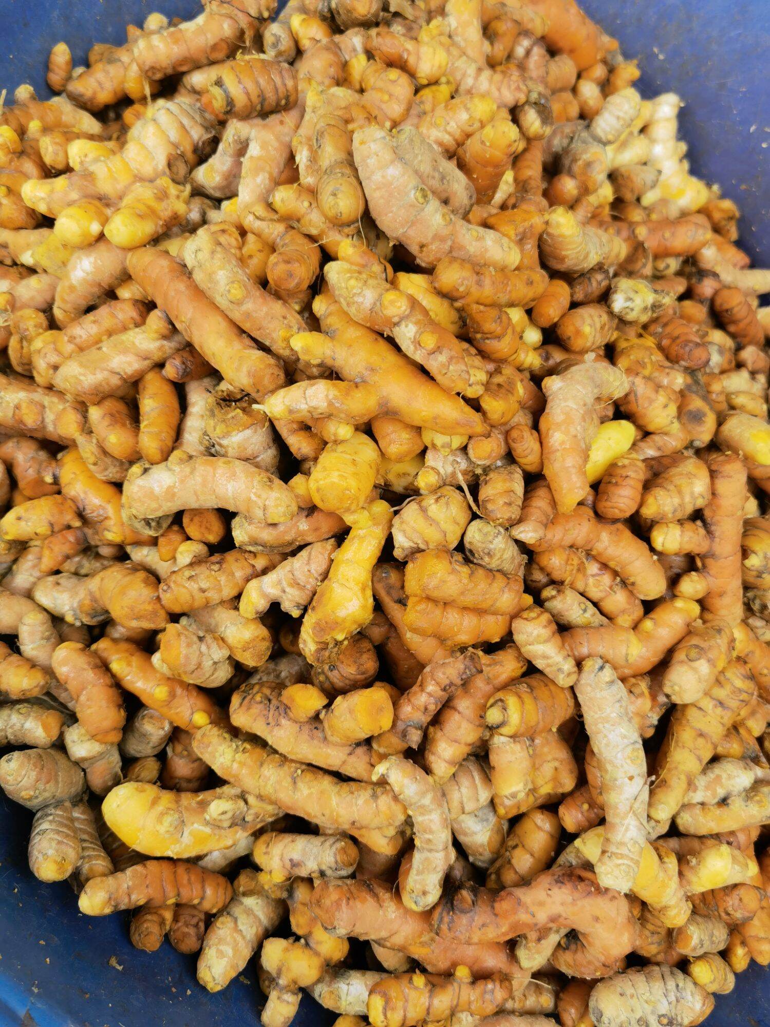 fresh turmeric (luya) (luyang orange) | Lazada PH