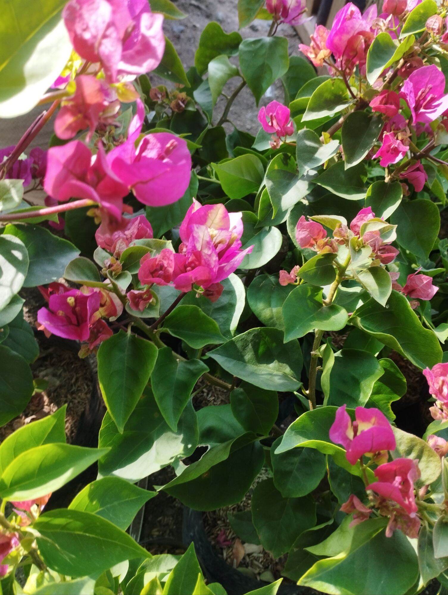 CHITRA INDIA MOTHER PPLANT TYPE Top Rare Bougainvillea Live Plant ...