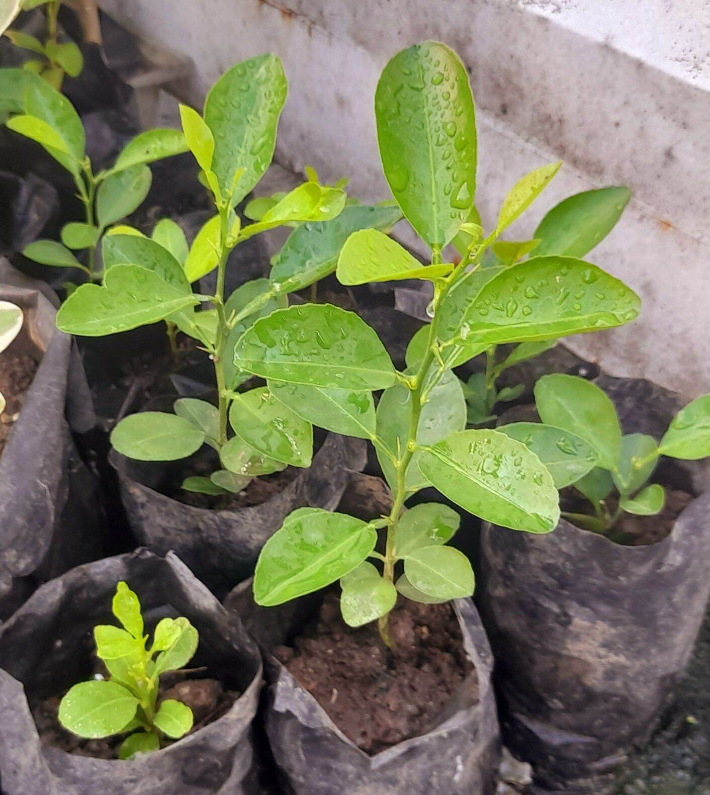 Dayap or Lime plants in a seedling pot | Lazada PH