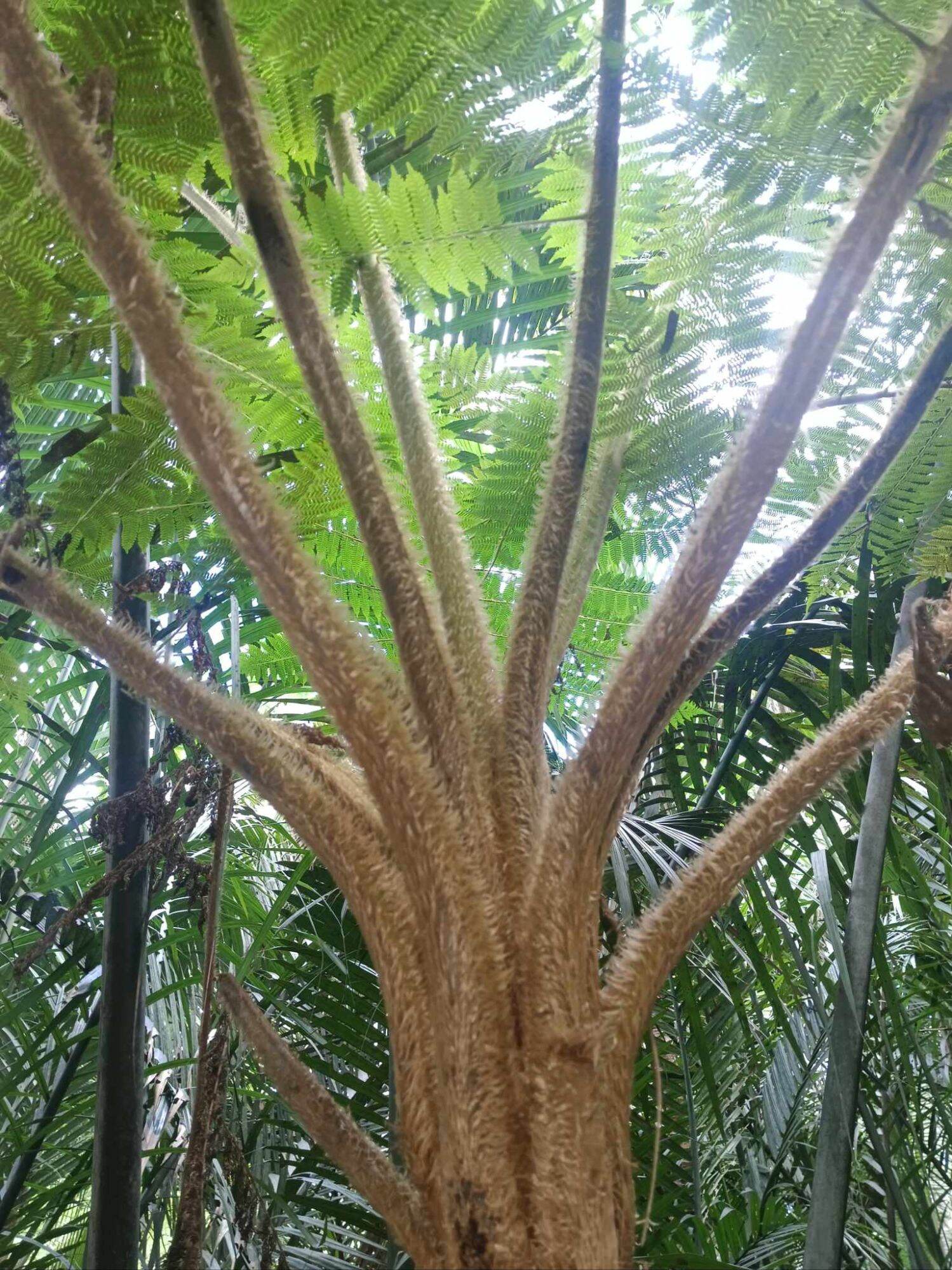 Red Golden Tree Fern/ Subrang Ganda | Lazada PH