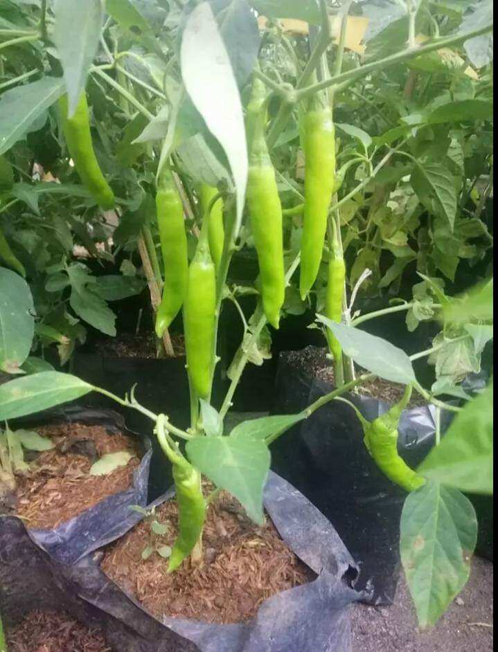 Live Plant Sili Plant Pansigang Sili Green Indoor Plant Outdoor Plant ...