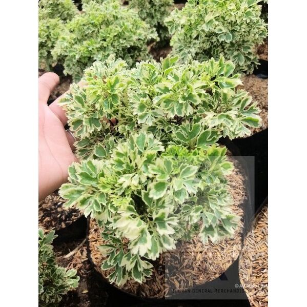 Variegated Dwarf Ming Aralia (Polyscias fruticosa variegata) | Lazada PH