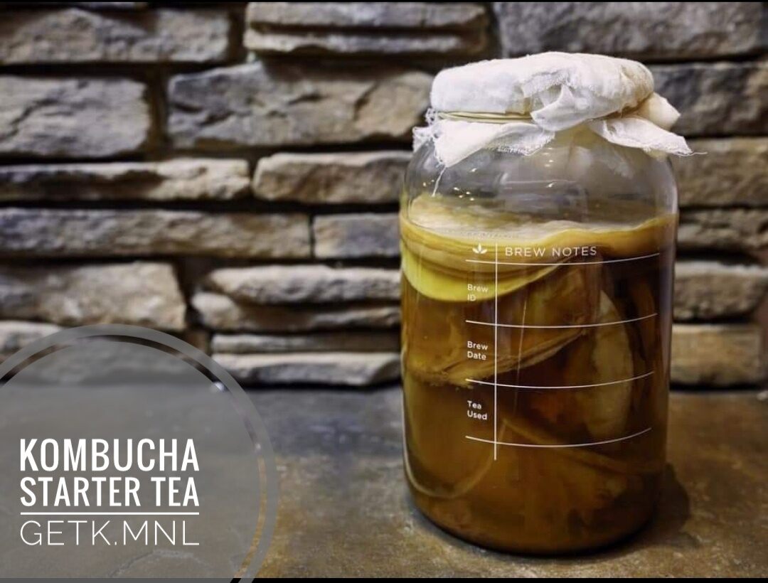 500ML Starter Tea Only, Fermented Sweet Tea, Kombucha Home Brew ...
