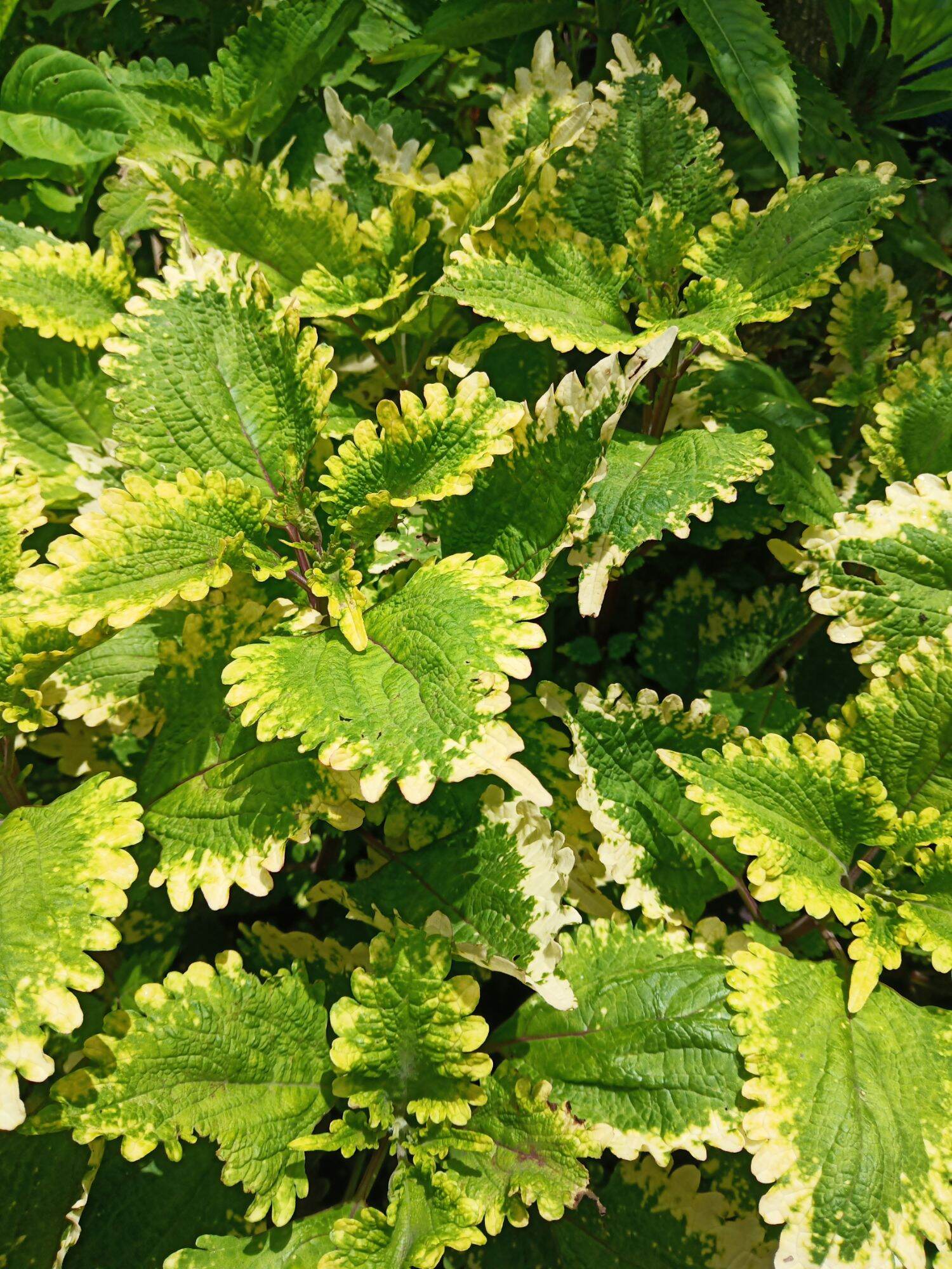 Mayana Wizard Jade Coleus plants | Lazada PH