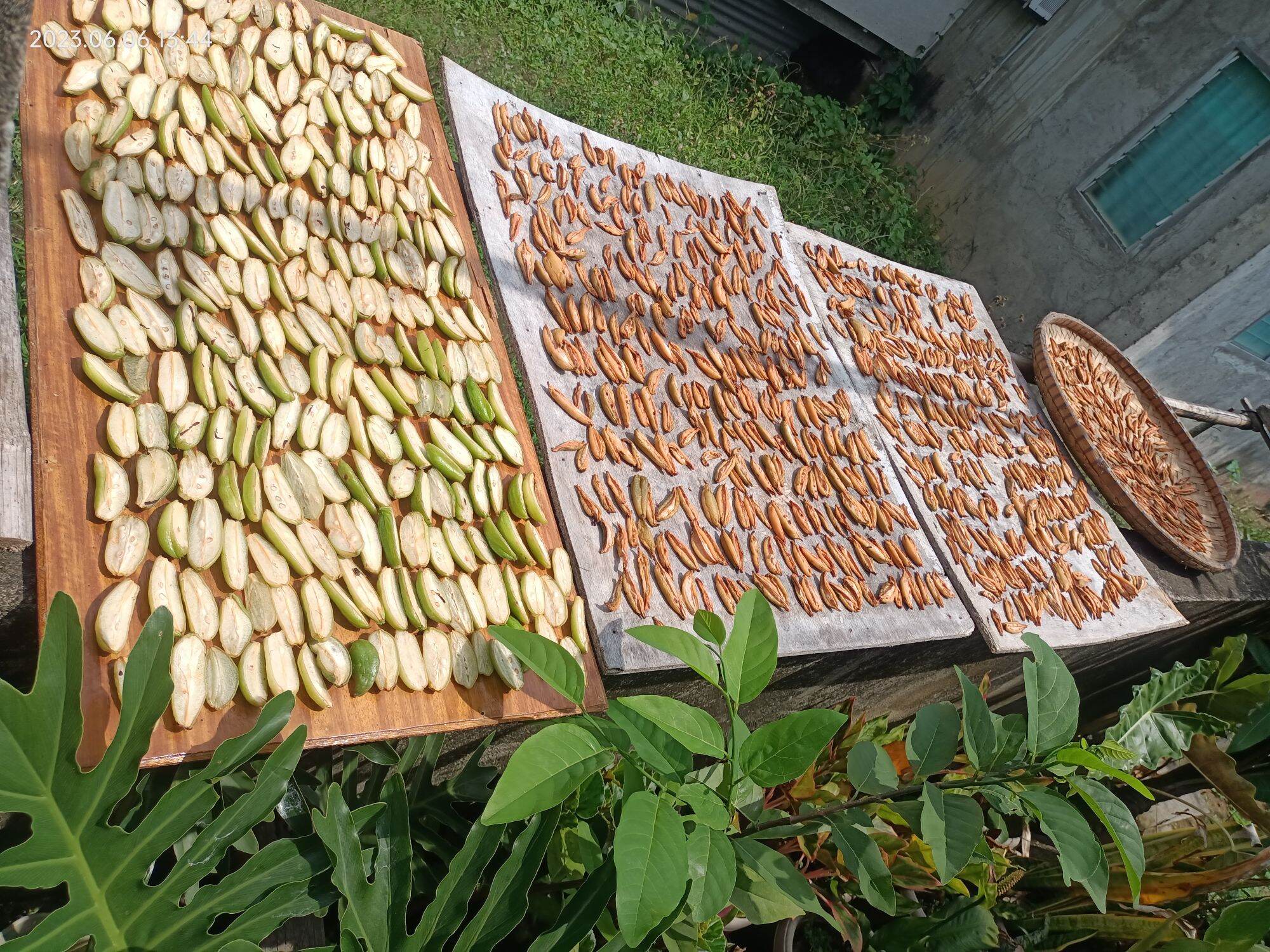 DRIED KAMIAS/ KALAMYAS NA TUYO (125grams --⅛) | Lazada PH